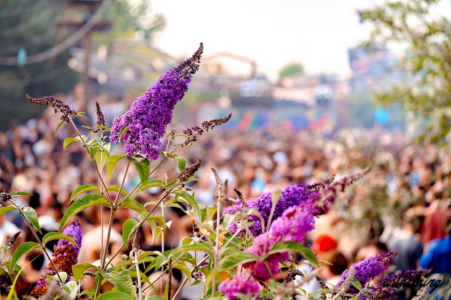 Playlist: Wildeburg 2019 · News RA