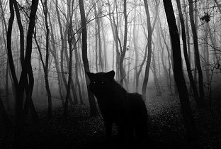 Acid Wolf Band · Artist Profile