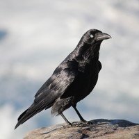 Andre Henke · Artist Profile