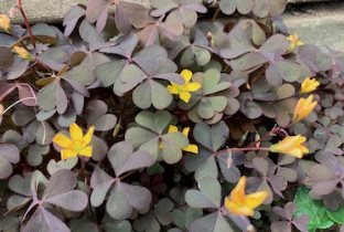 K Darling · Artist Profile