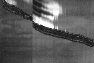 Manse · Artist Profile