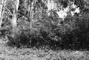 Ojon · Tour Dates & Tickets