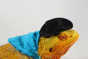 Paloma (2) · Tour Dates & Tickets