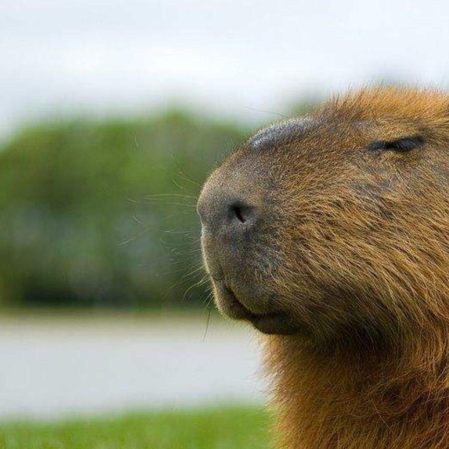 Capybara · Artist Profile