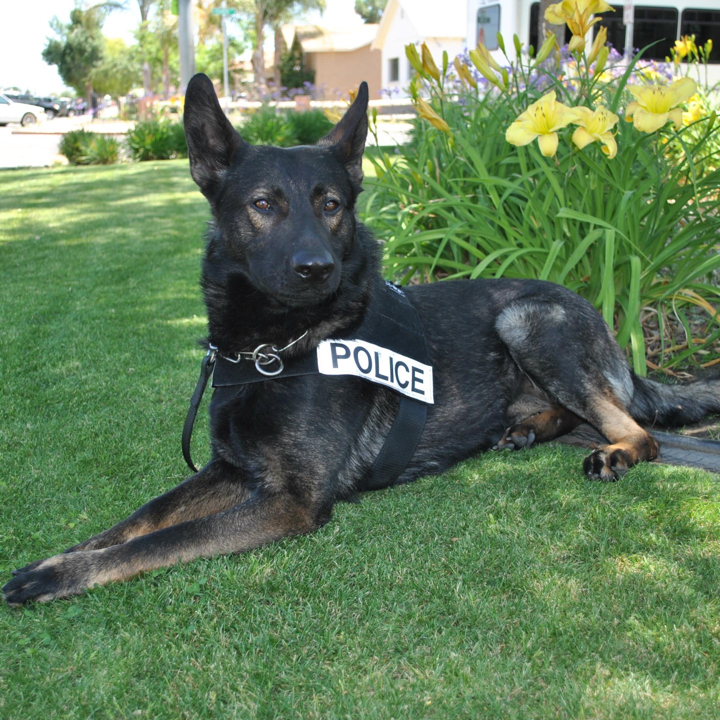 Dog on Acid · Artist Profile