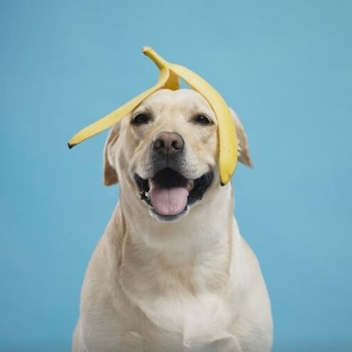 Healthy Dog · Artist Profile