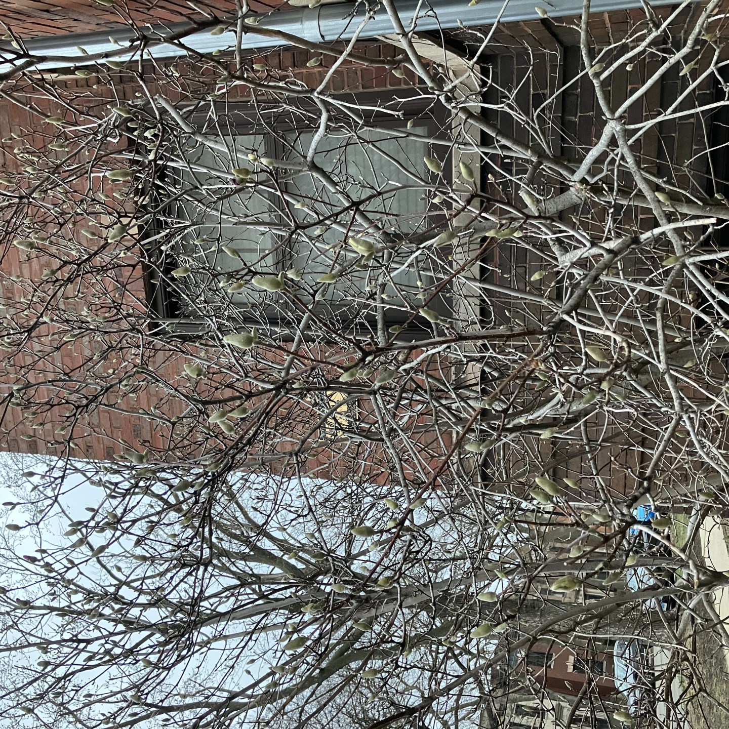 pedro b · Biography