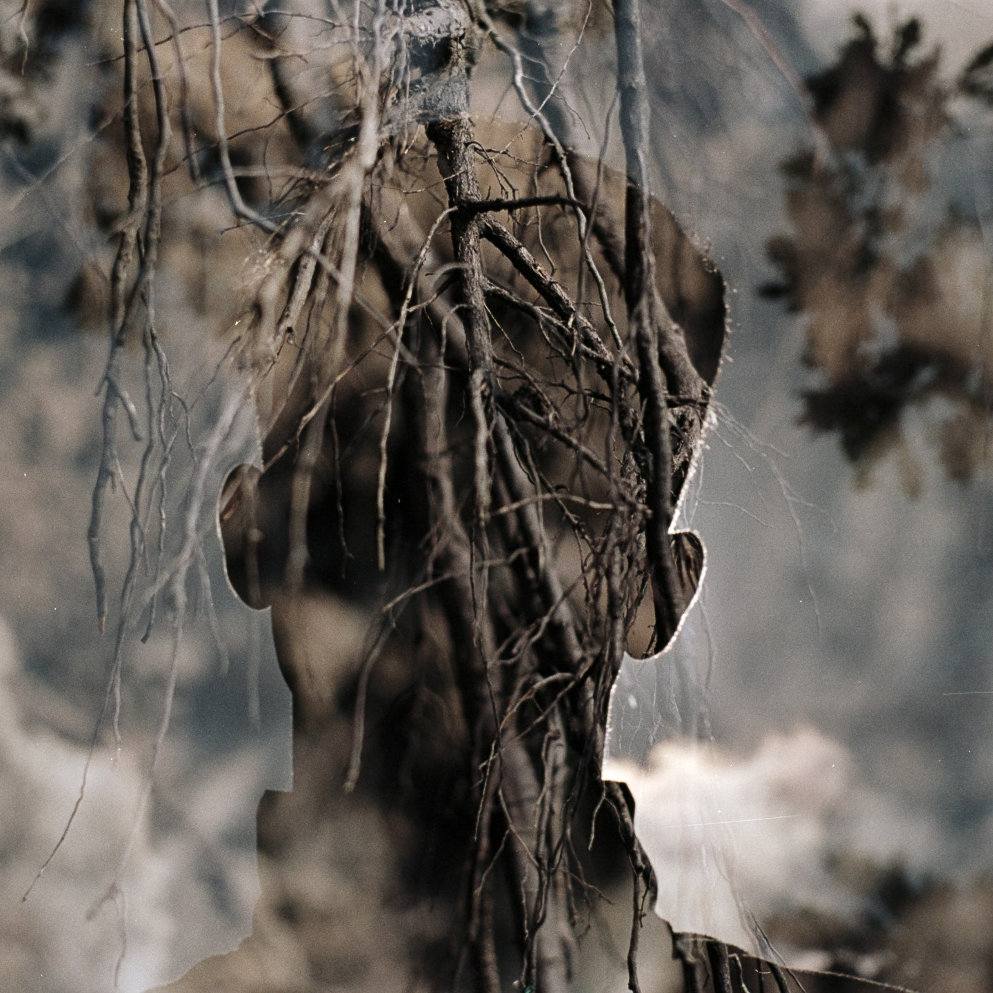 Rosillon · Artist Profile