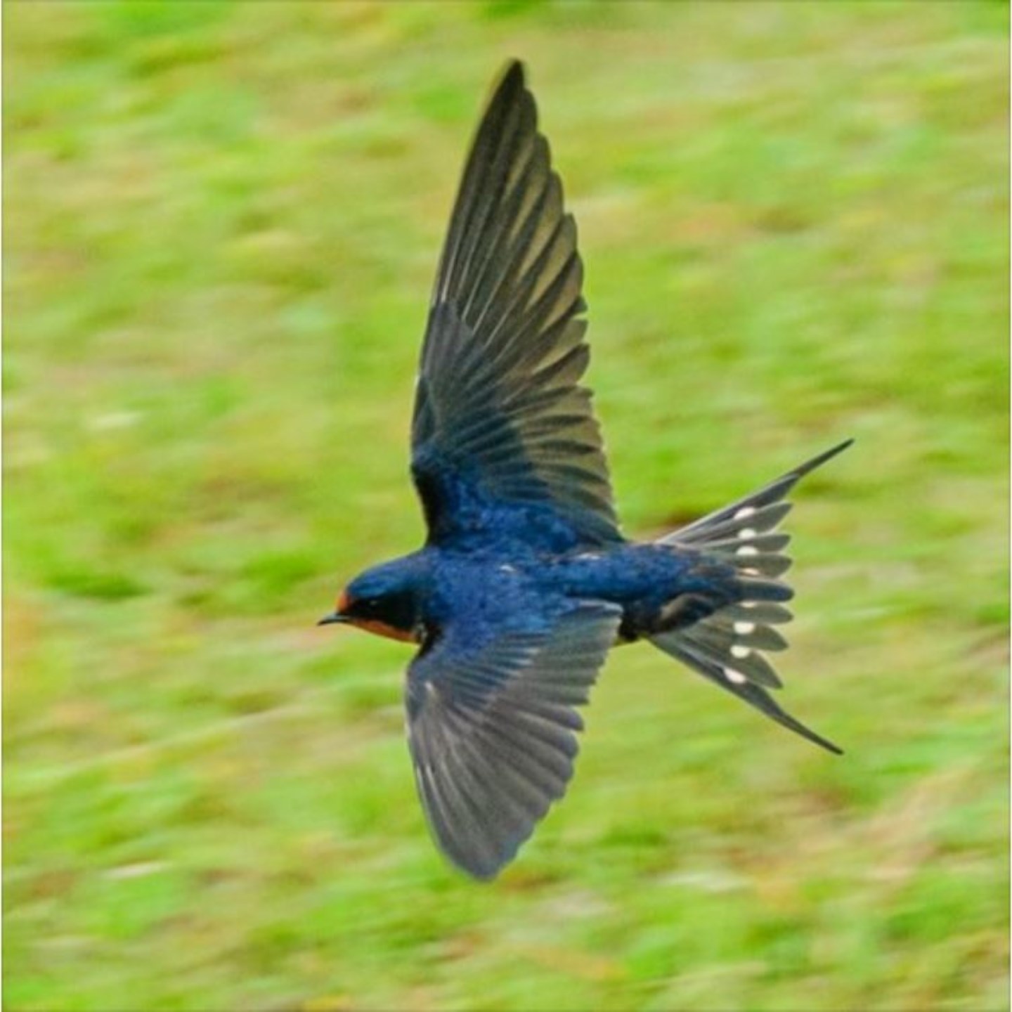 Wingnut · Artist Profile