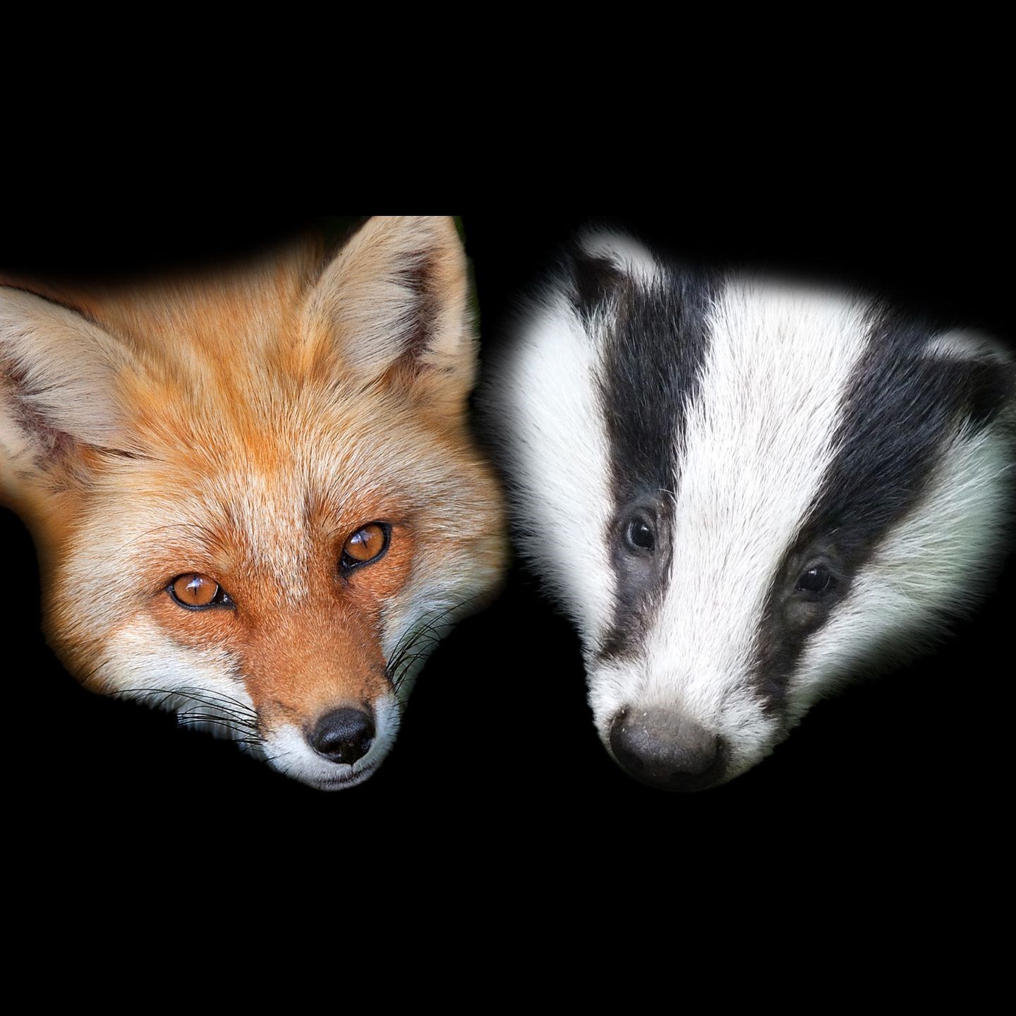 Fox&Badge · Upcoming Events, Tickets & News