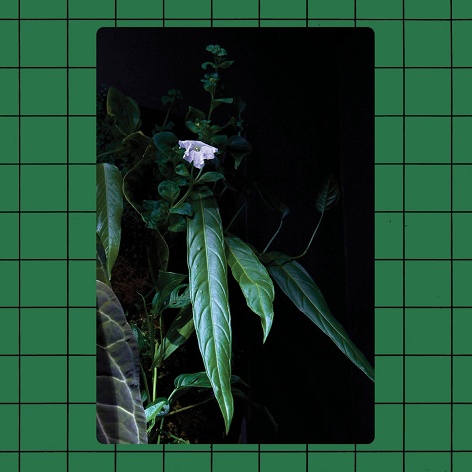 Interstellar Funk & Robert Valera - Devil's Juice · Single Review RA